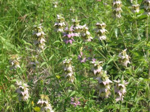 Make Homemade Muscle Rub from Wild Horsemint Leaves | Sensible Survival
