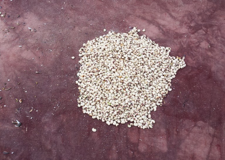 Dried Peas from the Survival Garden | Sensible Survival